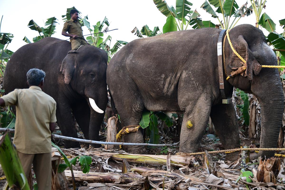 Kumki elephant Chinnathambi to step into the shoes of legend Kaleem - The Hindu